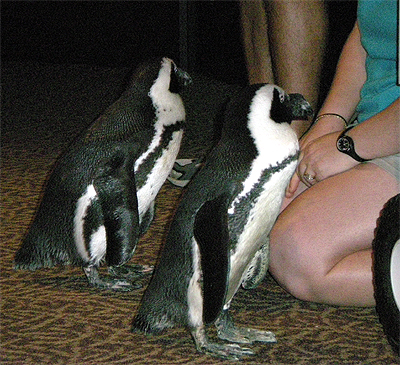 My first Tweetup - The Florida Aquarium, Tampa