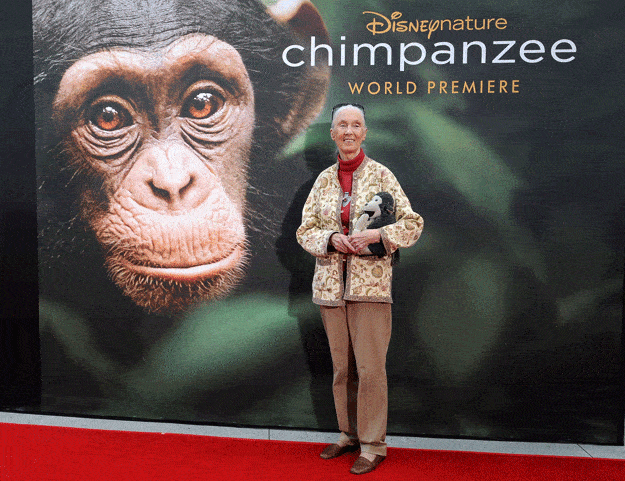 Disneynature's Chimpanzee Red Carpet Premiere & Movie Review