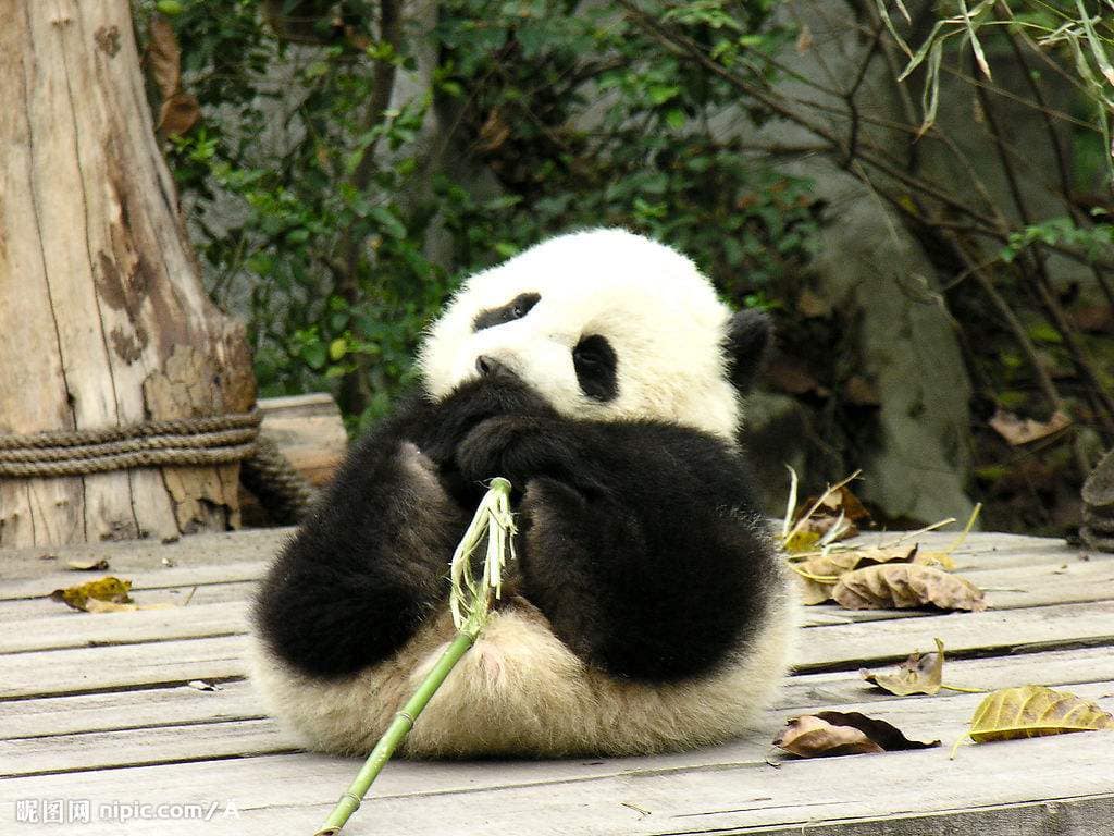 Chengdu Panda Base – The Wonderland for Panda Lovers